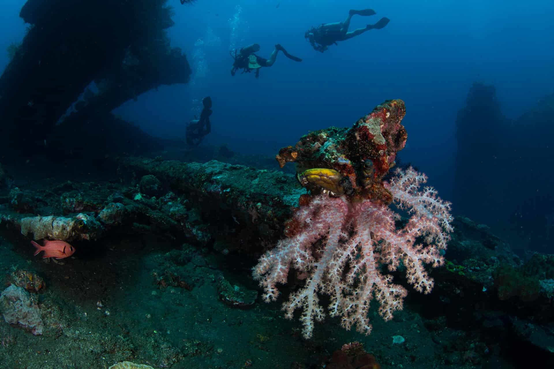 Fun Diving | Bali Dive Resort & Spa