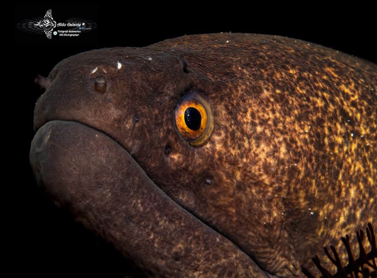 Night Diving in Tulamben: Why You Shouldn’t Miss It